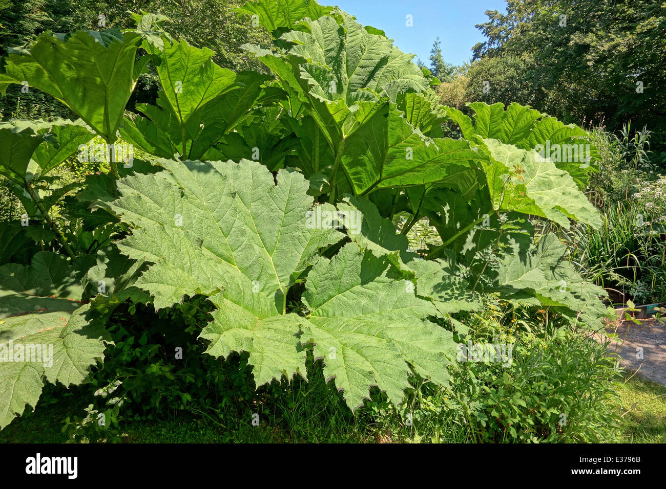 Der riesige rhabarber -Fotos und -Bildmaterial in hoher Auflösung – Alamy