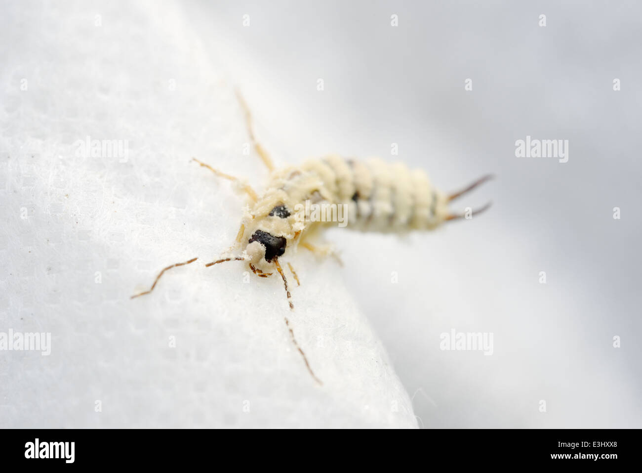 Parasiten parasitismus -Fotos und -Bildmaterial in hoher Auflösung – Alamy