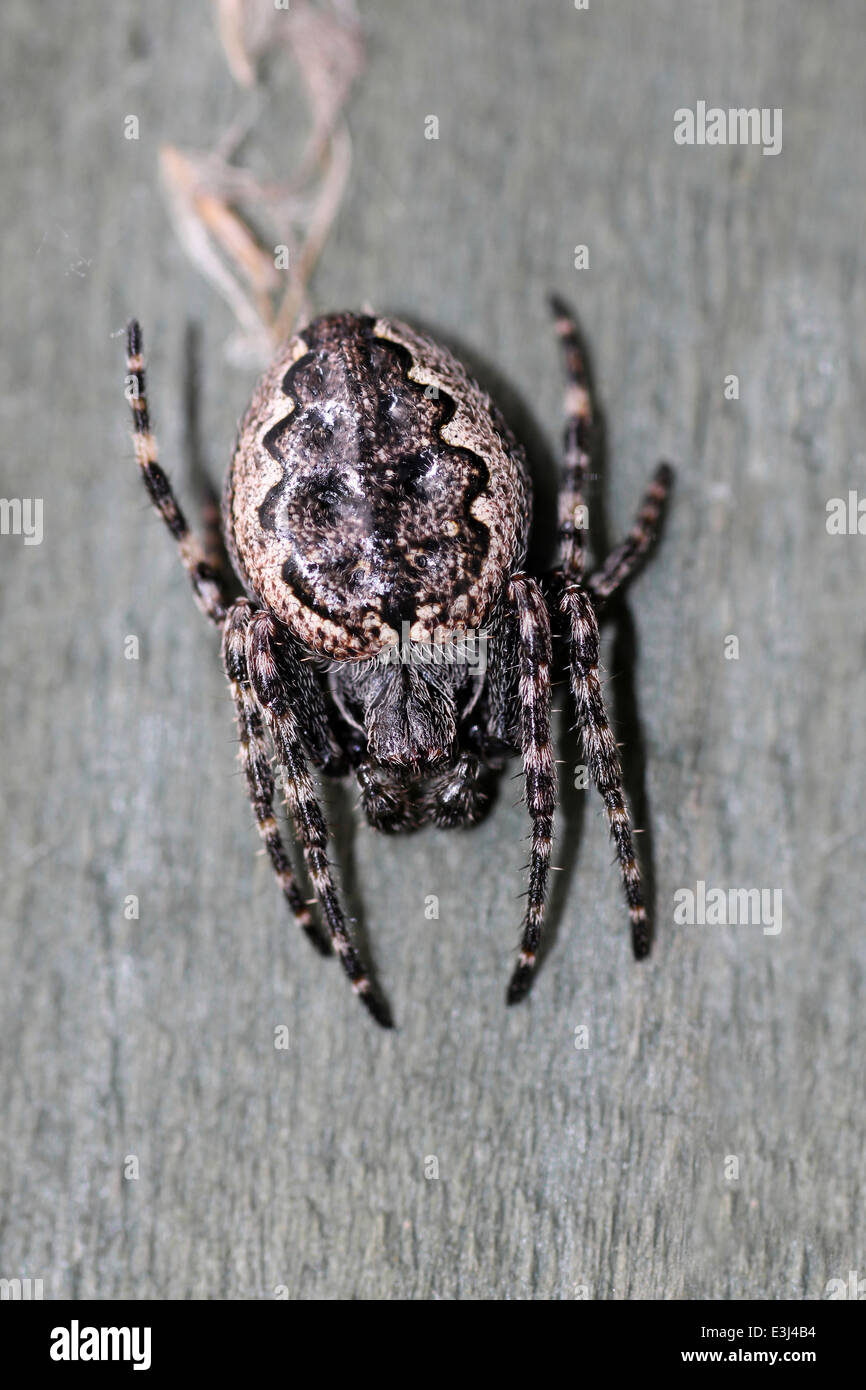 Orb weaver spider -Fotos und -Bildmaterial in hoher Auflösung – Alamy