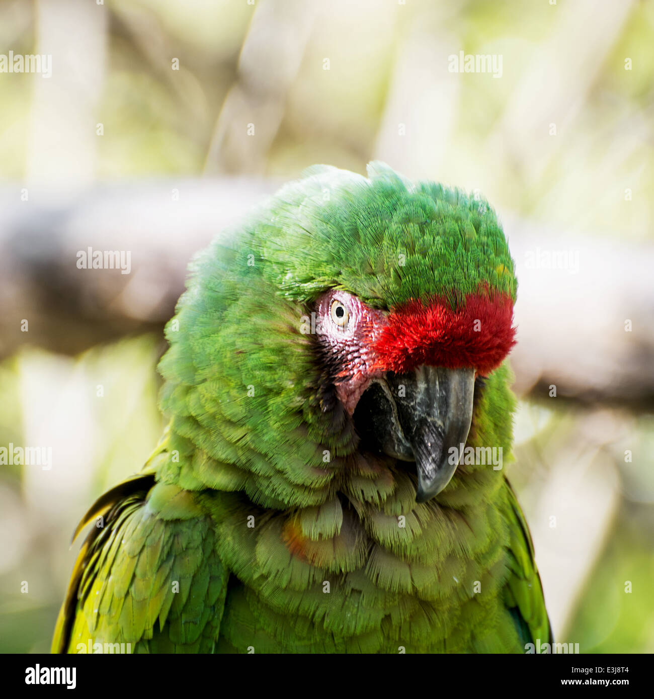 Ara militaris mexicana -Fotos und -Bildmaterial in hoher Auflösung – Alamy