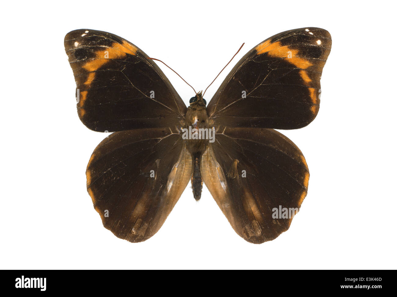 Lepidoptera; Nymphalidae; Catoblepia Xanthus; Carl von Linné 1758 ...