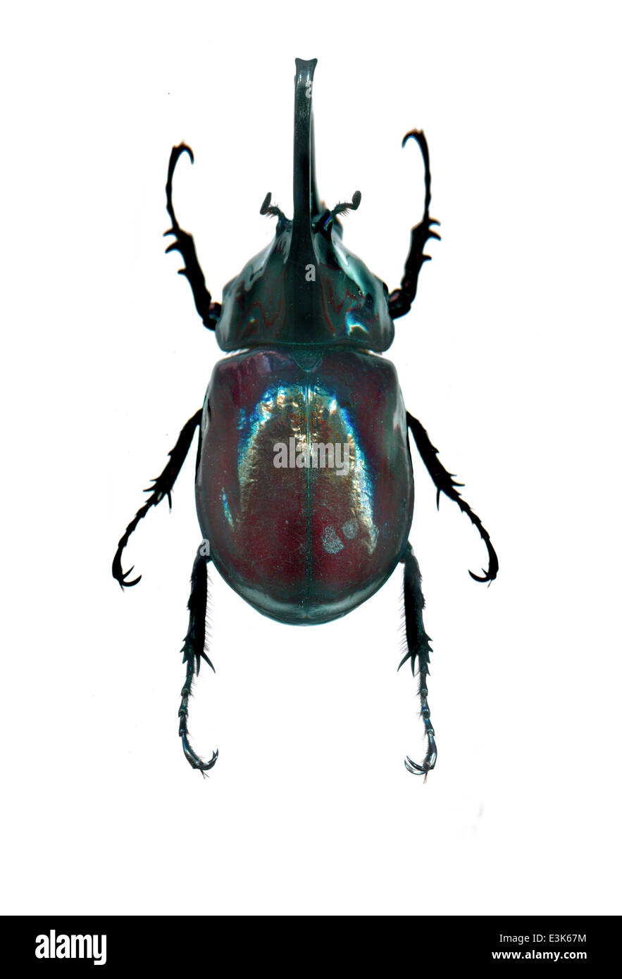 Coleoptera; Scarabaeidae; Augosoma Centaurus; Fabricius 1775; Centaurus ...
