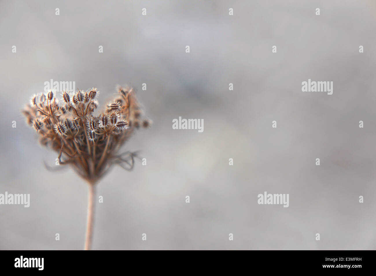 Fallende distel -Fotos und -Bildmaterial in hoher Auflösung – Alamy