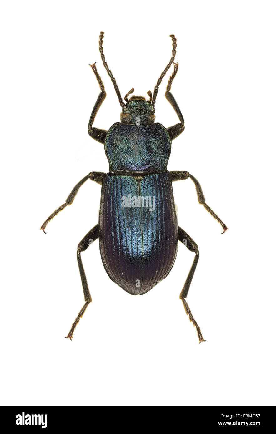 Coleoptera; Tenebrionidae; Helops sp; Fabricius 1775 Stockfotografie ...