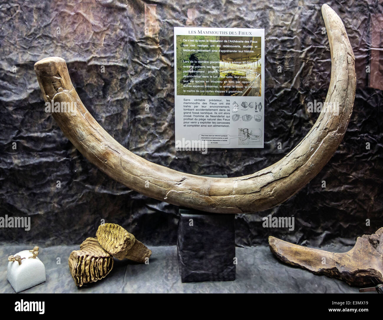 Mammut-Stoßzahn, Zähne und andere Überreste im Museum von Pech Merle ...