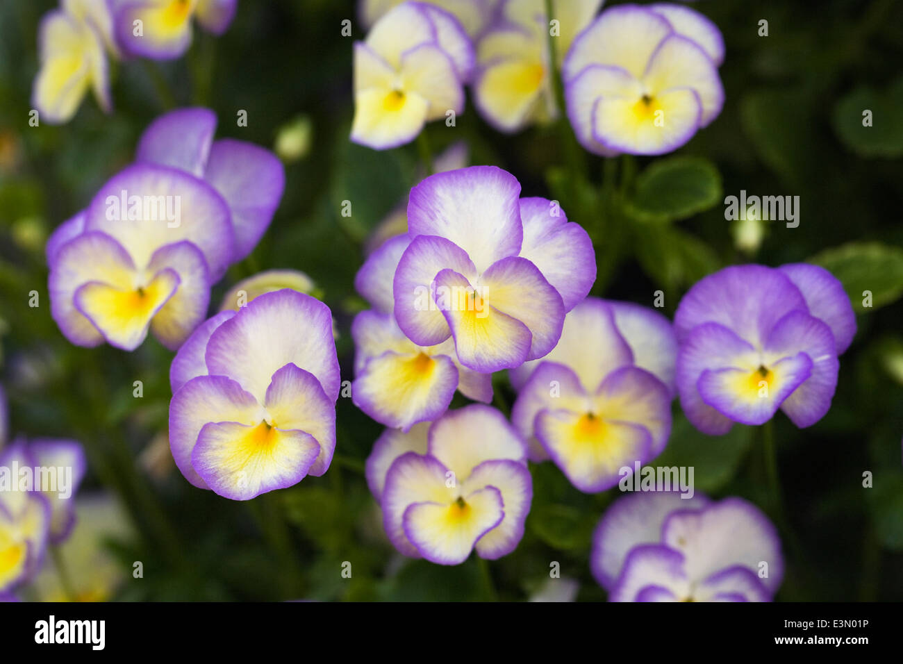 Viola pflanzen -Fotos und -Bildmaterial in hoher Auflösung – Alamy