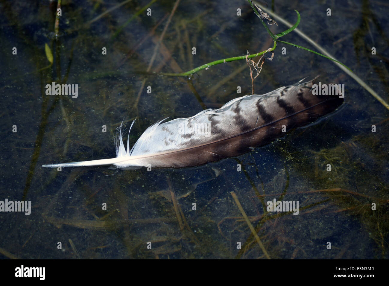Rot - angebundener Falke Feder Stockfotografie - Alamy