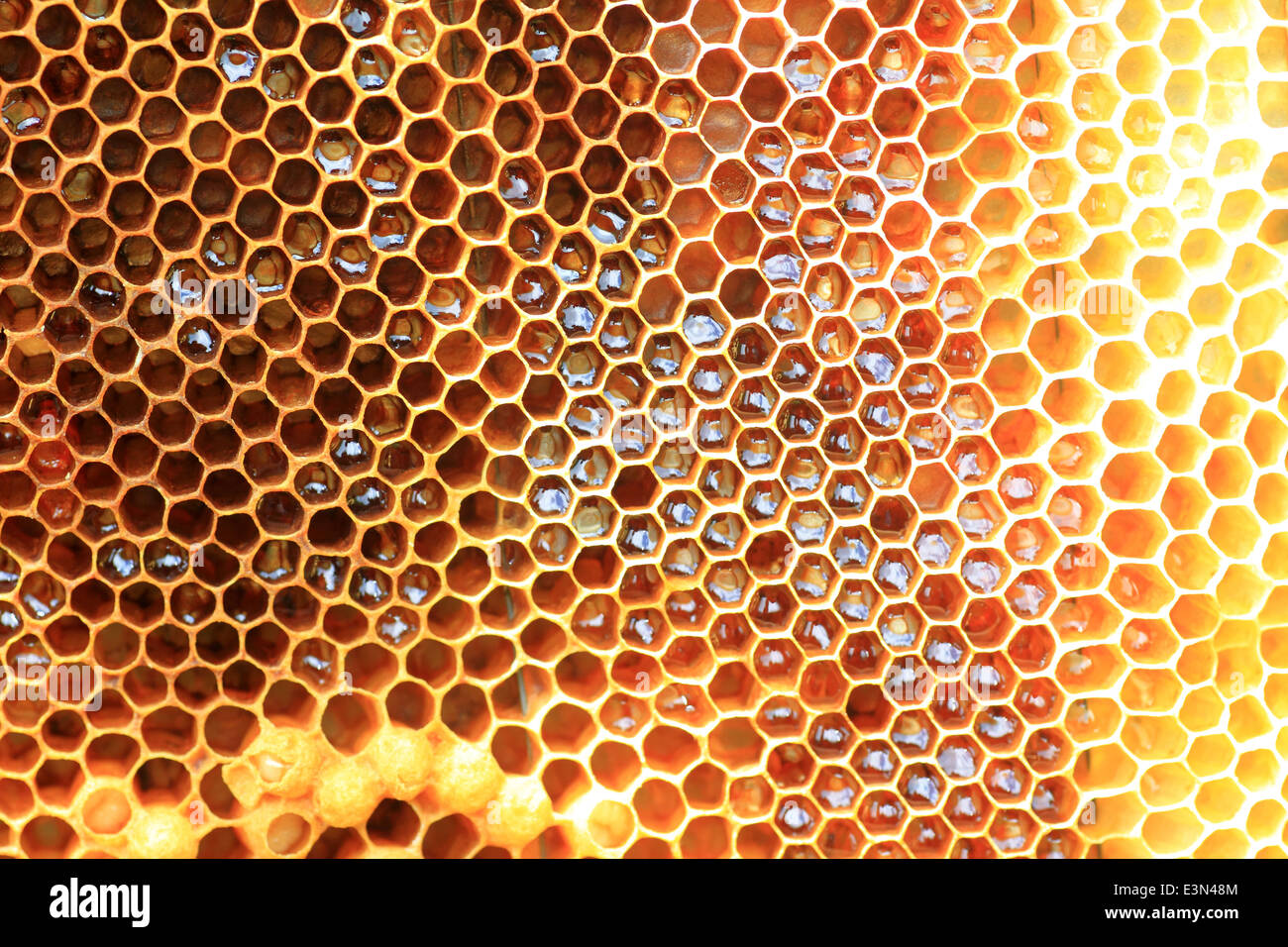 Honig Biene (Apis Mellifera) Nest in Japan Stockfotografie - Alamy
