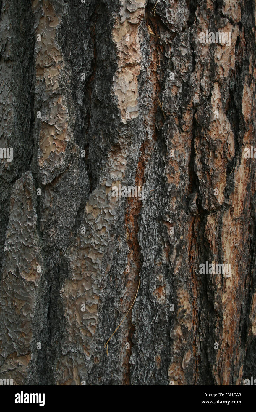 Rinde Laubbaum Stockfotos und -bilder Kaufen - Alamy