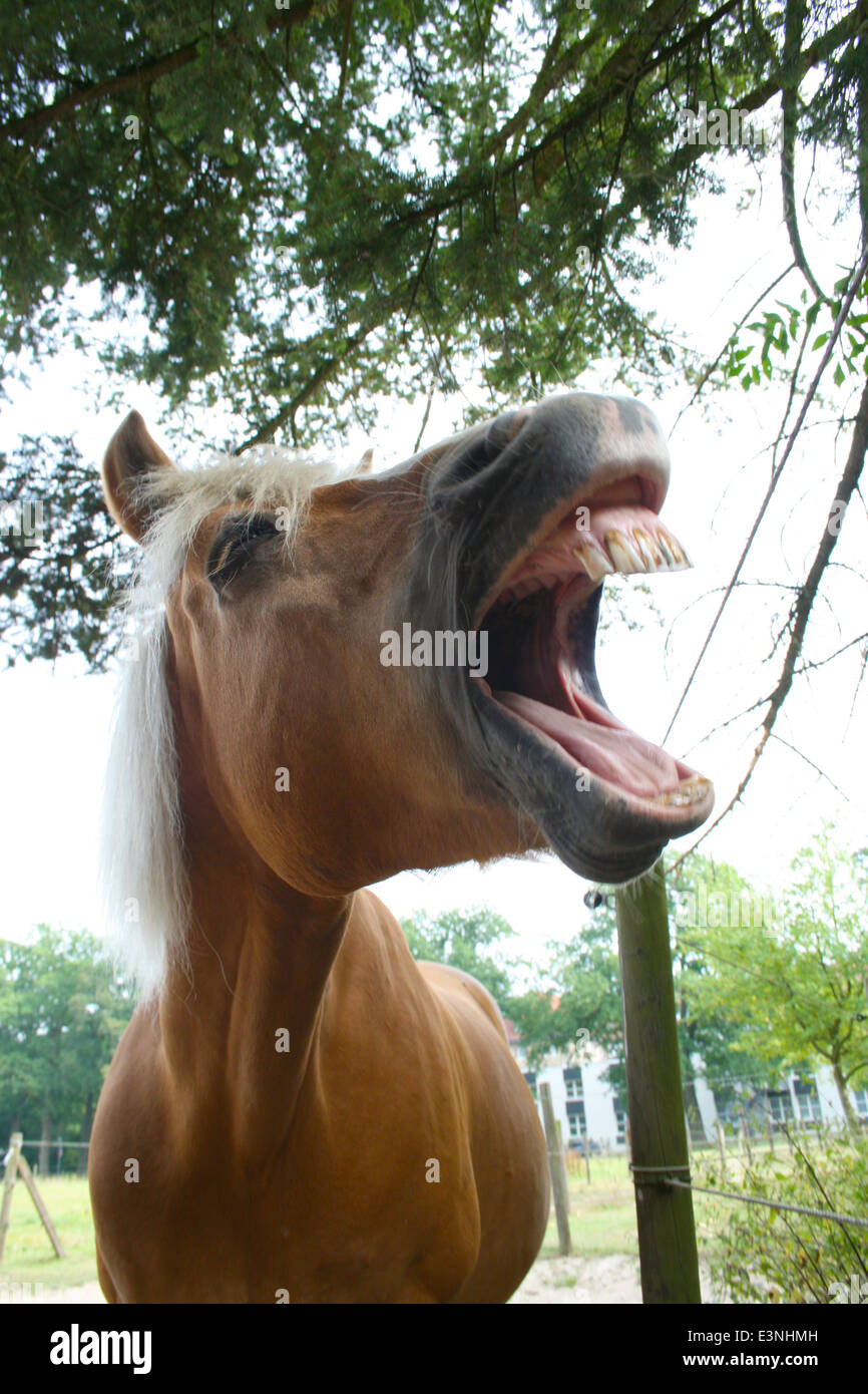 Haflinger pferde -Fotos und -Bildmaterial in hoher Auflösung – Alamy