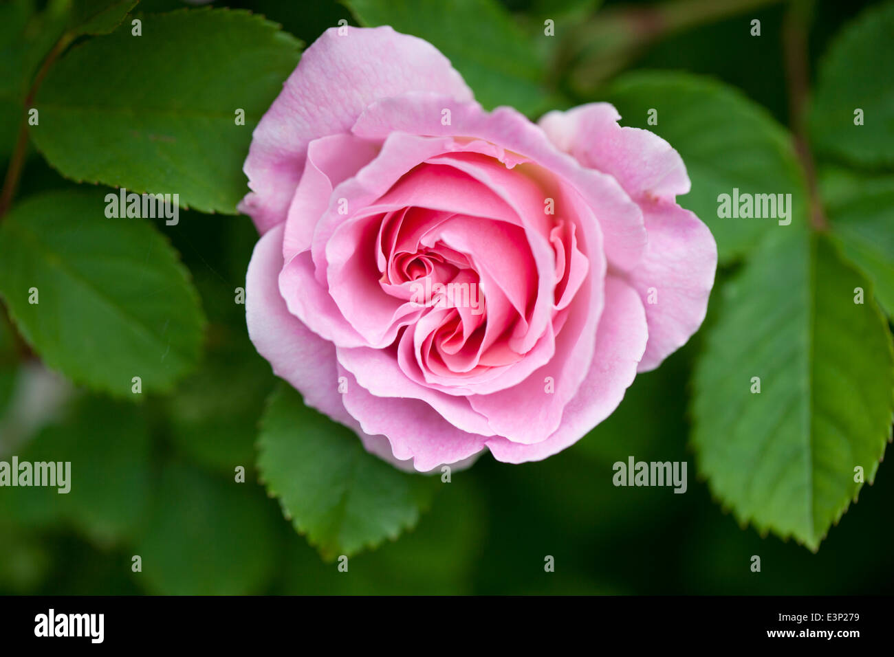 Pink shrub rose fritz nobis -Fotos und -Bildmaterial in hoher Auflösung ...