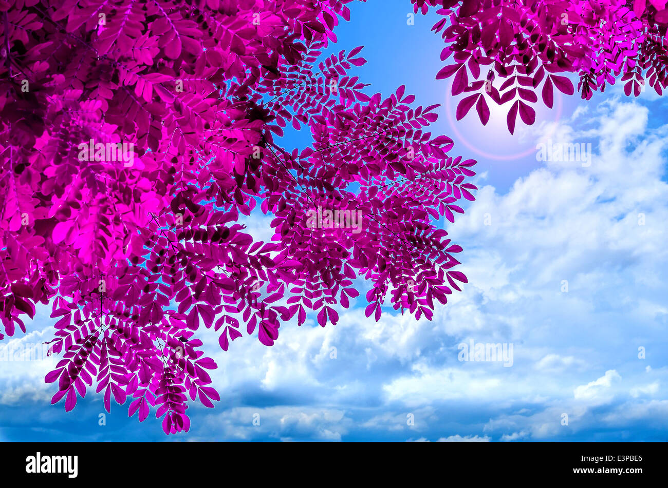 Rosa blatt -Fotos und -Bildmaterial in hoher Auflösung – Alamy