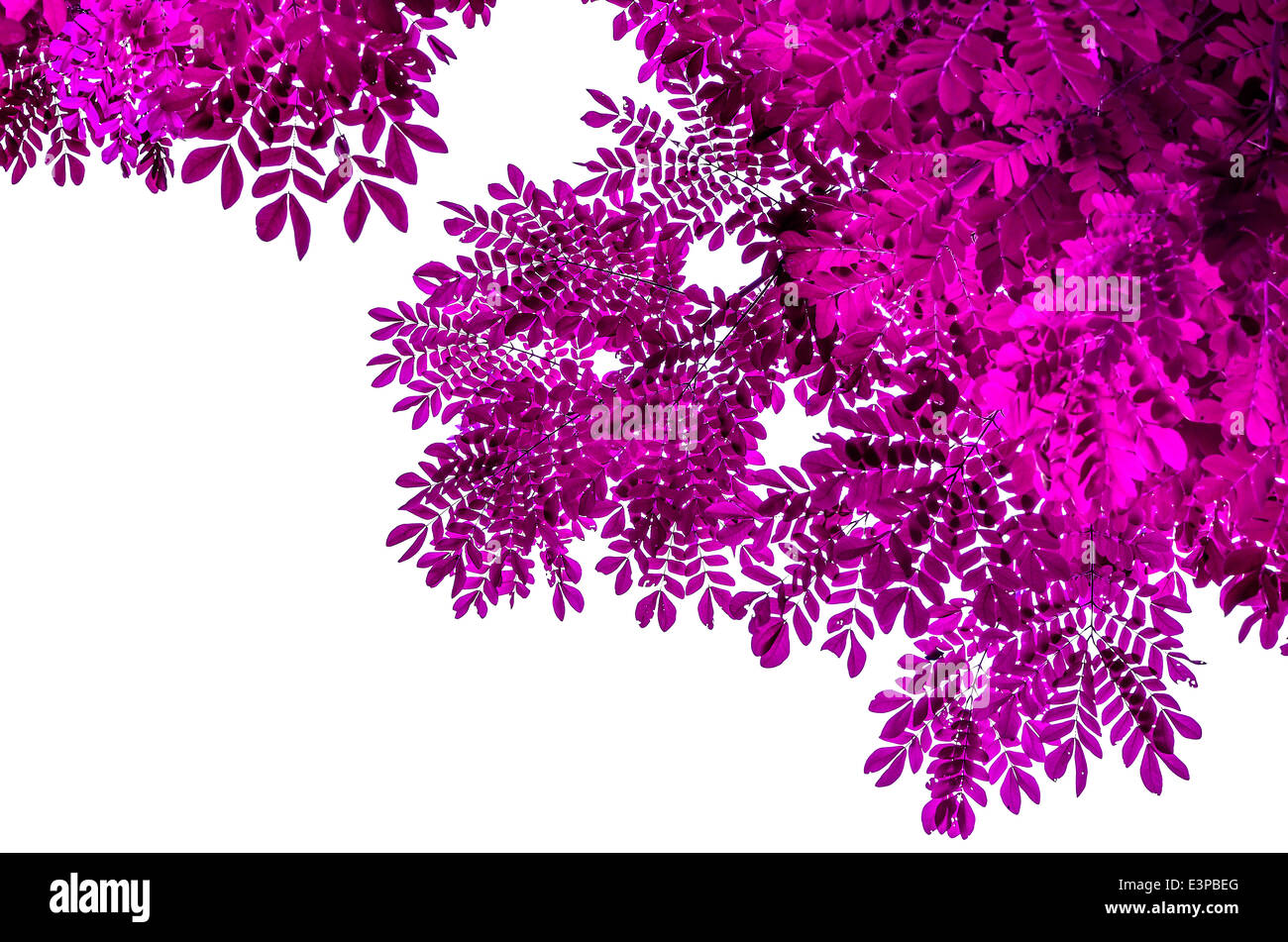 Rosa blatt -Fotos und -Bildmaterial in hoher Auflösung – Alamy