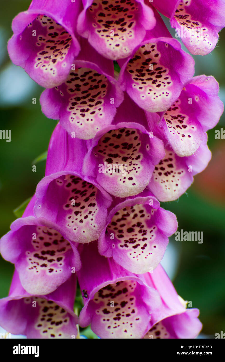 Fingerhut mit blumen -Fotos und -Bildmaterial in hoher Auflösung – Alamy