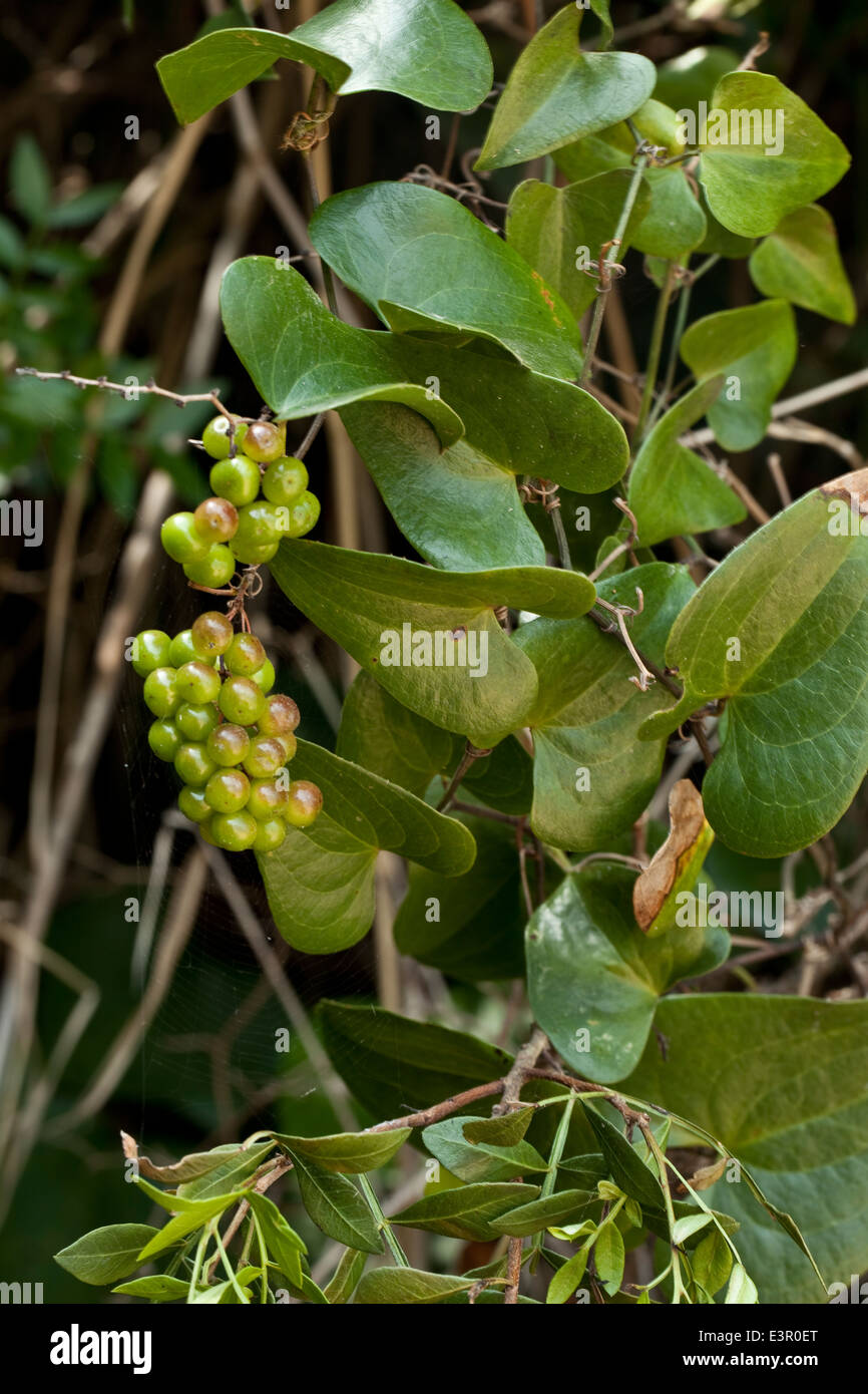 Mediterraner smilax cluster Stockfotos und -bilder Kaufen - Alamy