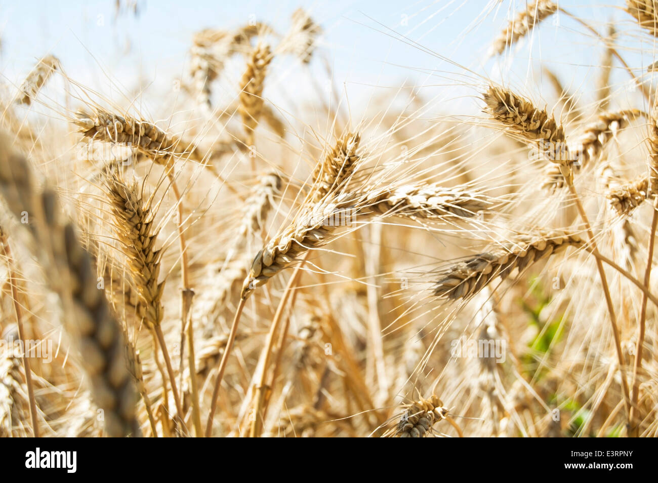 Saatweizen reinigen -Fotos und -Bildmaterial in hoher Auflösung – Alamy