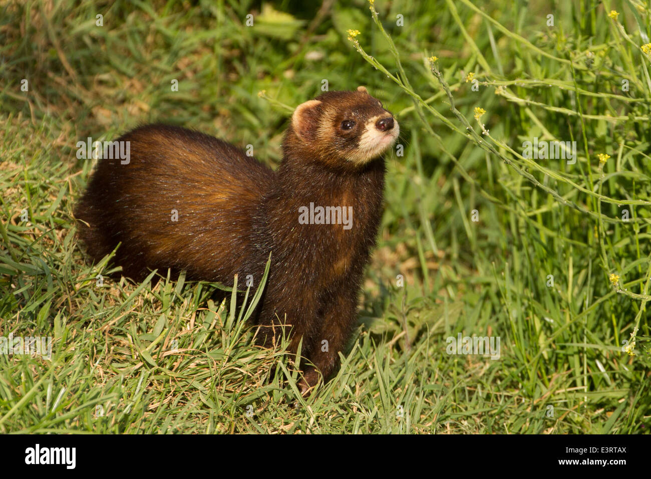 Der iltis -Fotos und -Bildmaterial in hoher Auflösung – Alamy