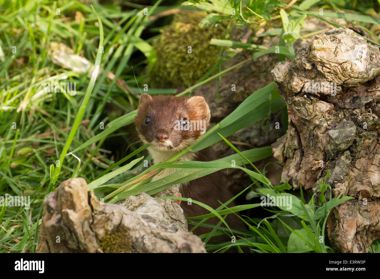Mustela Erminea Stockfotos und -bilder Kaufen - Alamy