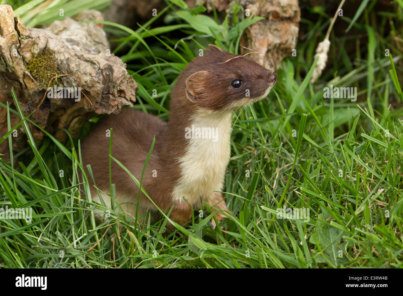 Hermelin {Mustela Erminea} Pelz aka Hermelin im winter Stockfotografie ...