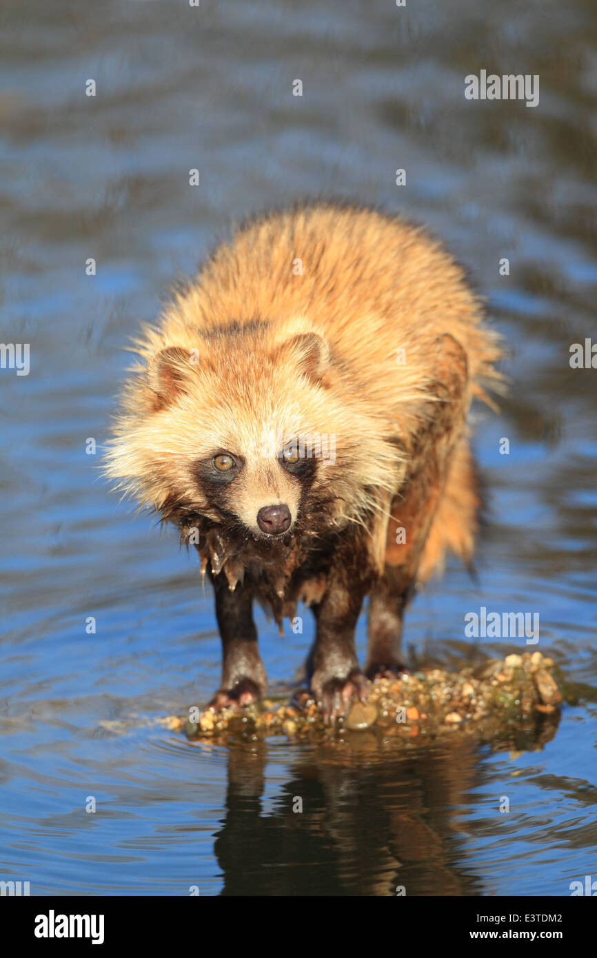 Marderhund (Nyctereutes Procyonoides) in Japan Stockfotografie - Alamy