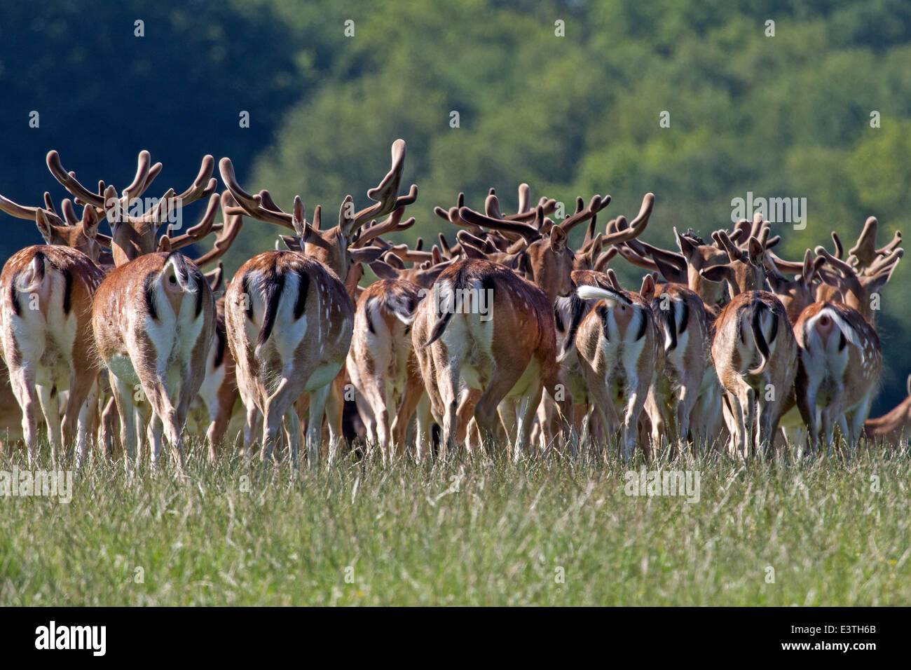 Herde damwild -Fotos und -Bildmaterial in hoher Auflösung – Alamy
