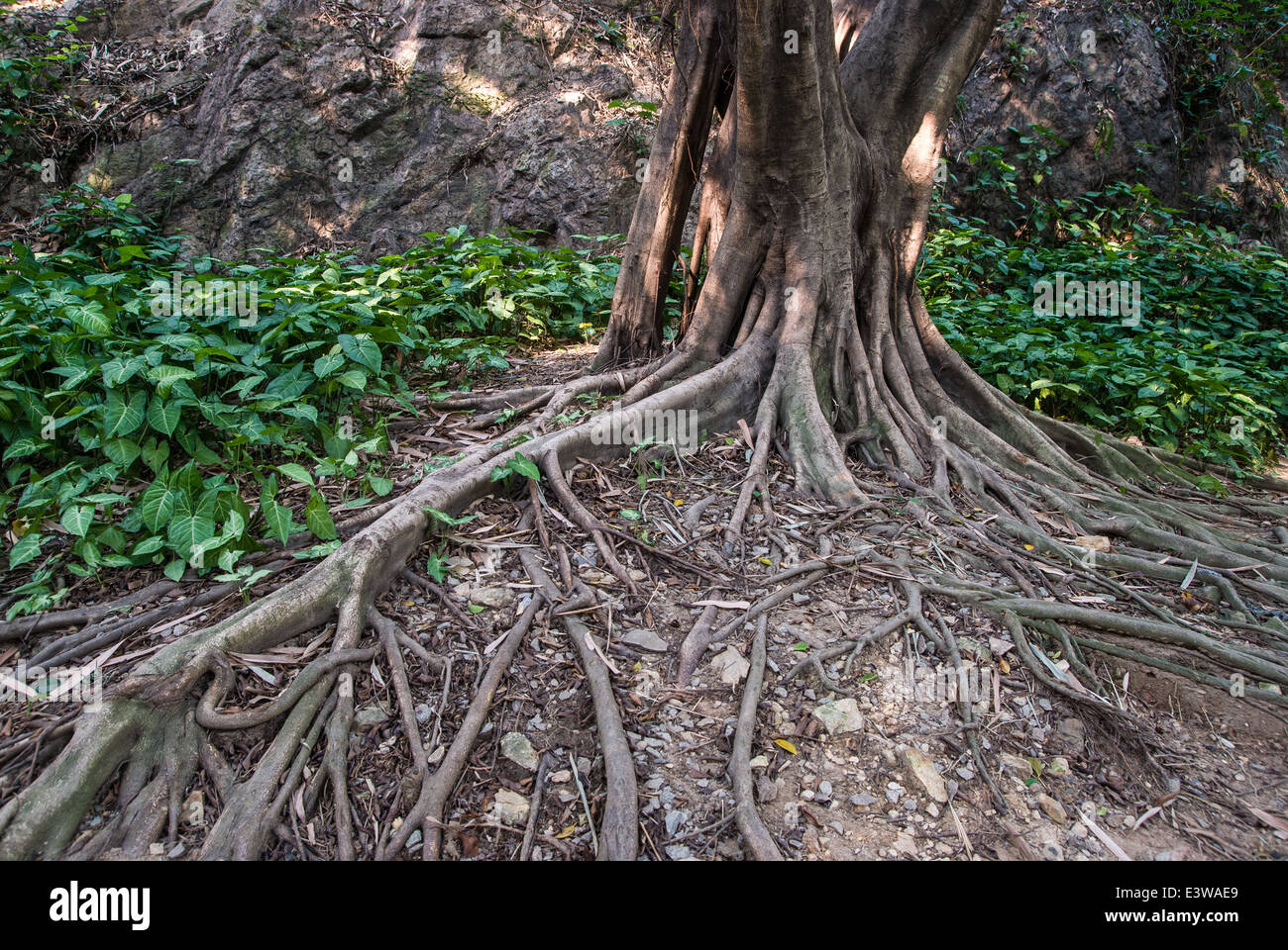 Baum wurzel -Fotos und -Bildmaterial in hoher Auflösung – Alamy