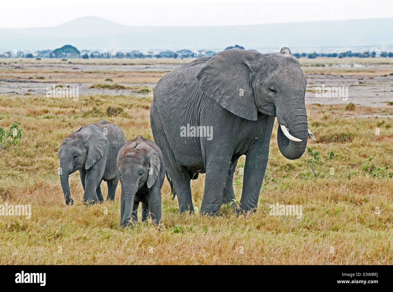 Gruppe von babys -Fotos und -Bildmaterial in hoher Auflösung – Alamy