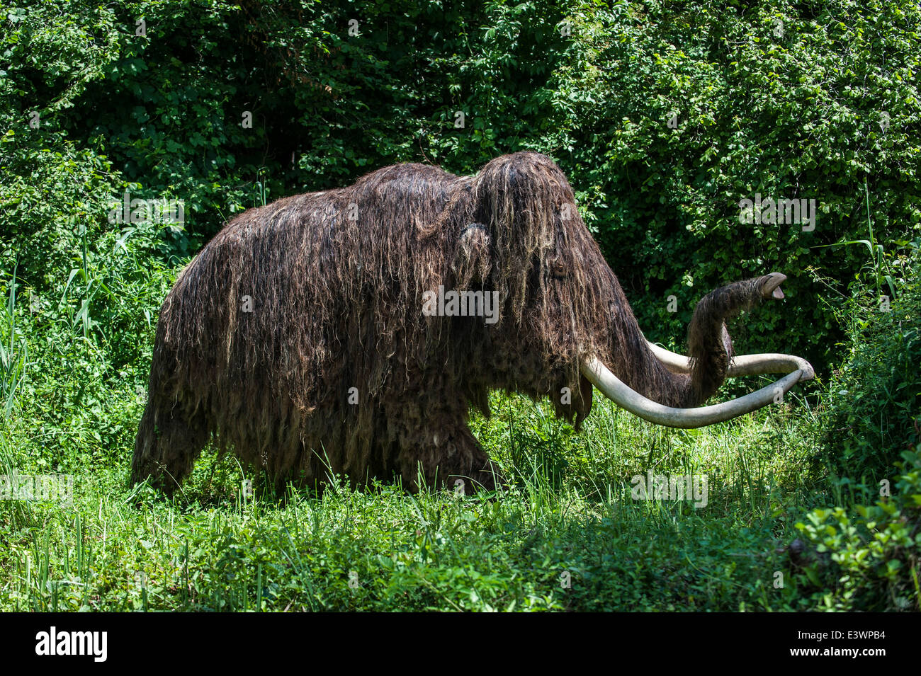 Woolly Mammoth Stockfotos und -bilder Kaufen - Alamy