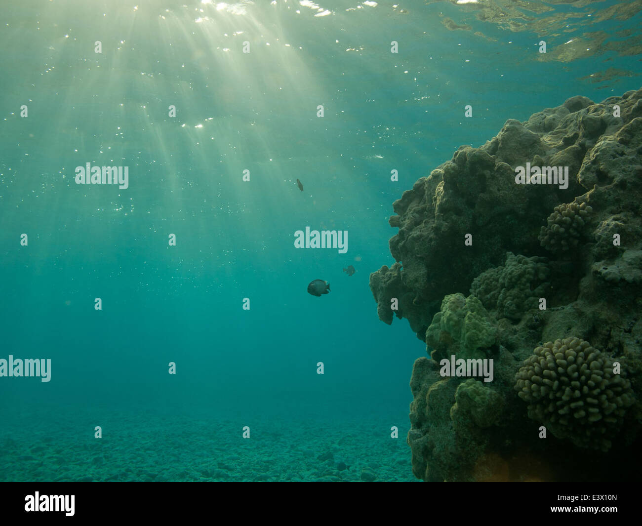 Vor dem laichen -Fotos und -Bildmaterial in hoher Auflösung – Alamy