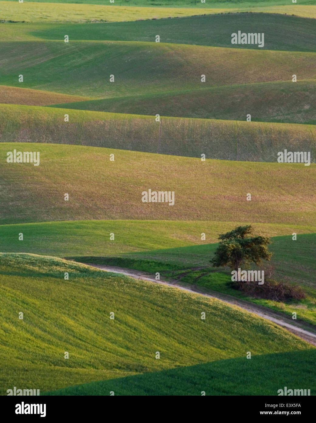 Palouse weizenfelder -Fotos und -Bildmaterial in hoher Auflösung – Alamy