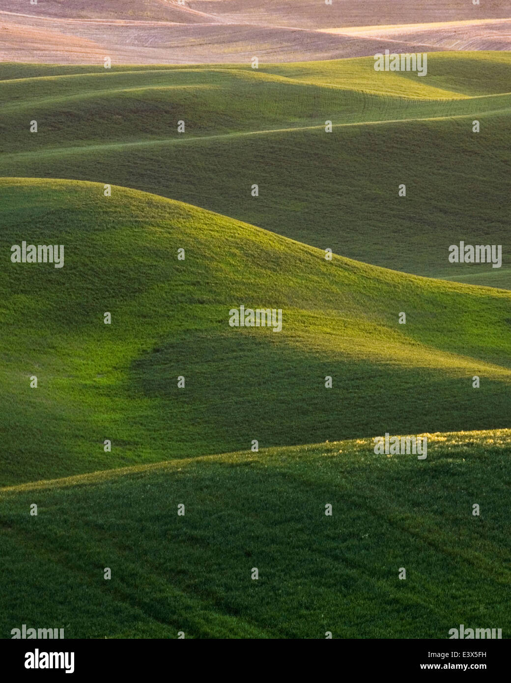 Palouse weizenfelder -Fotos und -Bildmaterial in hoher Auflösung – Alamy