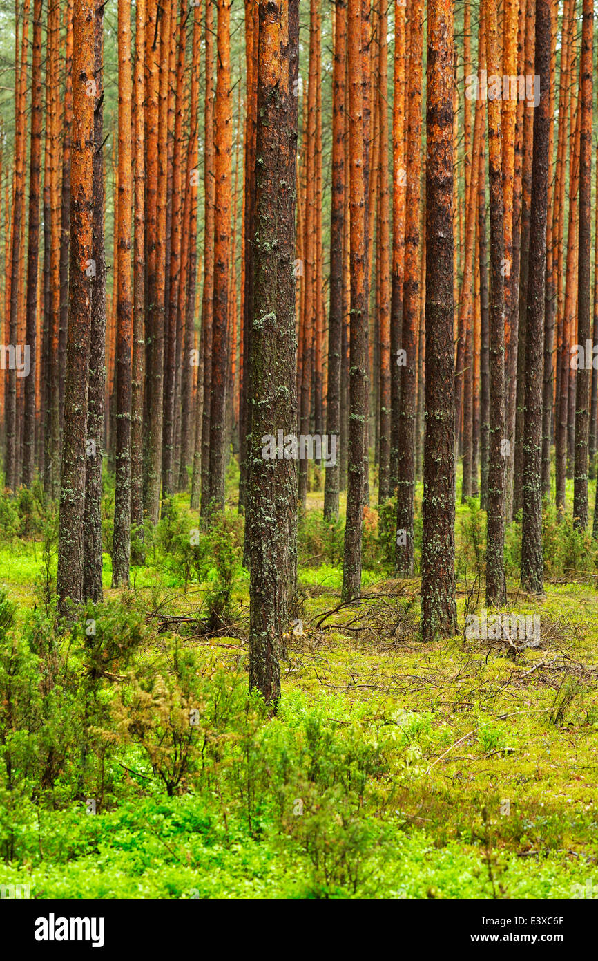 Coniferales Pinales Kiefern Stockfotos und -bilder Kaufen - Alamy