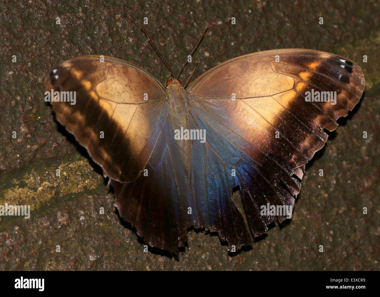 Wald Riesen Eule (Caligo Eurilochus) innere Schmetterlingsflügel zeigen ...