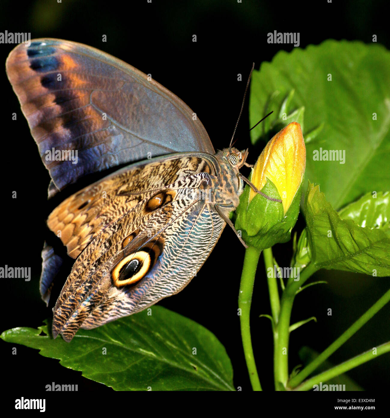 Wald Riesen Eule (Caligo Eurilochus) Schmetterlingsflügel eröffnet ...