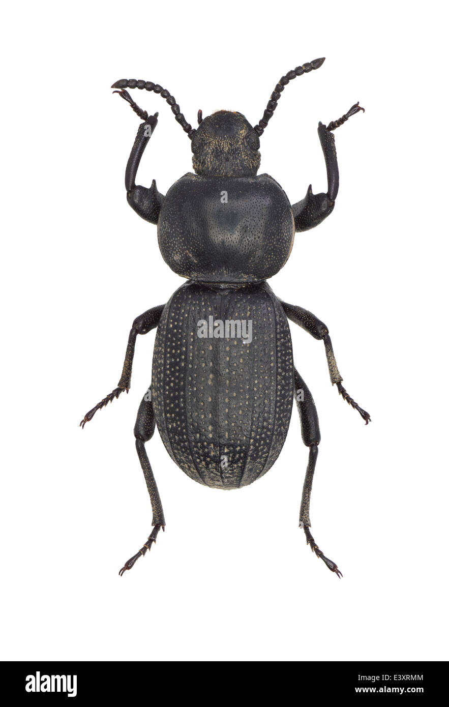 Scaurus punctatus -Fotos und -Bildmaterial in hoher Auflösung – Alamy