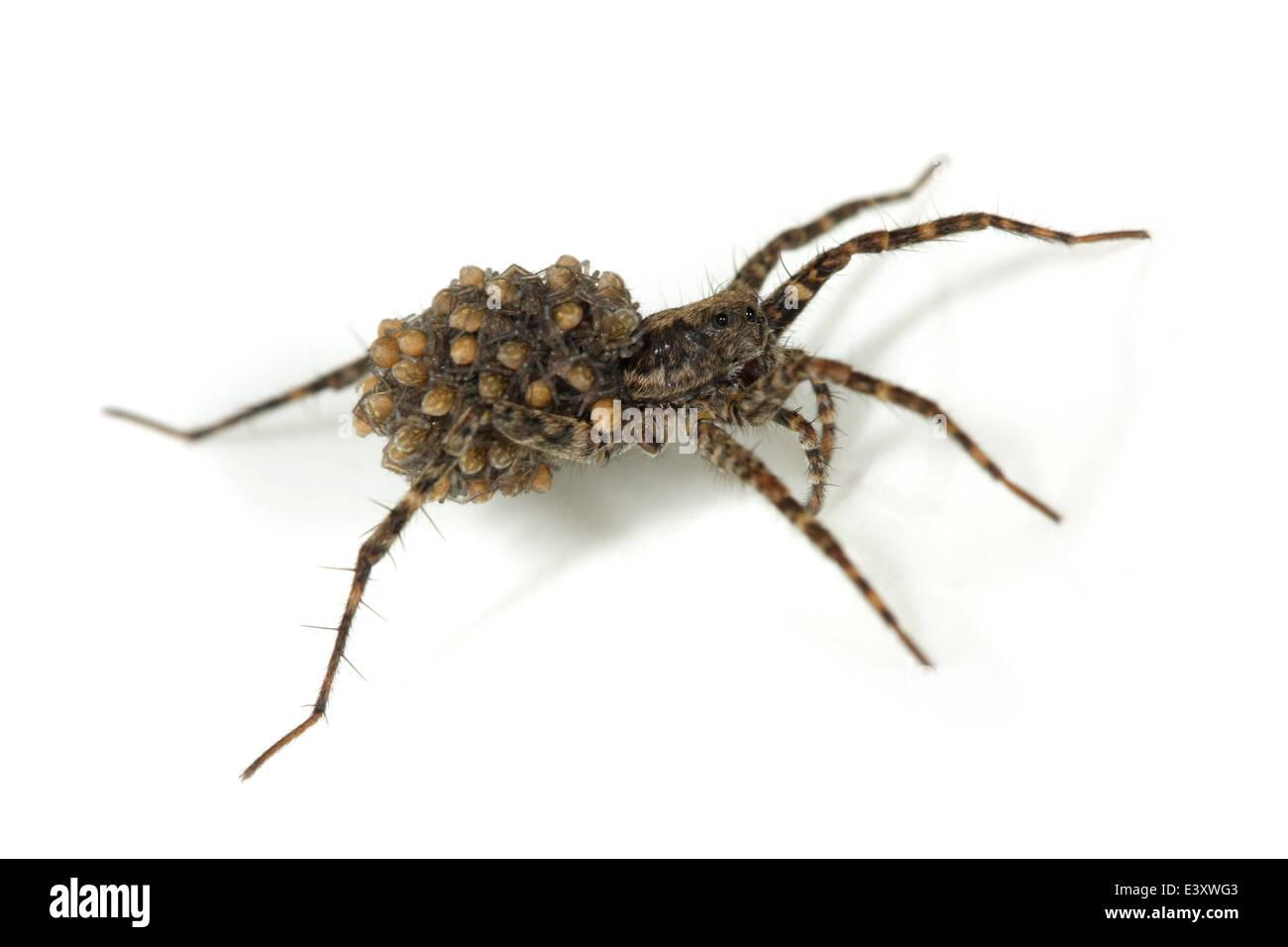 Pardosa Amentata (gefleckte Wolfspinne), Teil der Familie Lycosidae ...