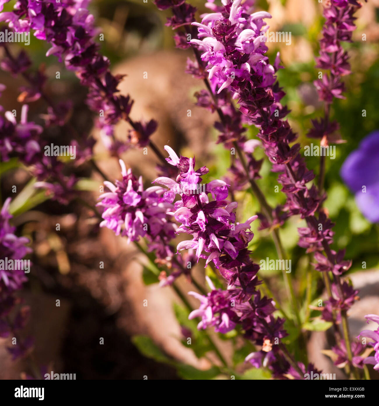 Mehrjährige Salvia X Sylvestris Rose Queen Stockfotografie - Alamy