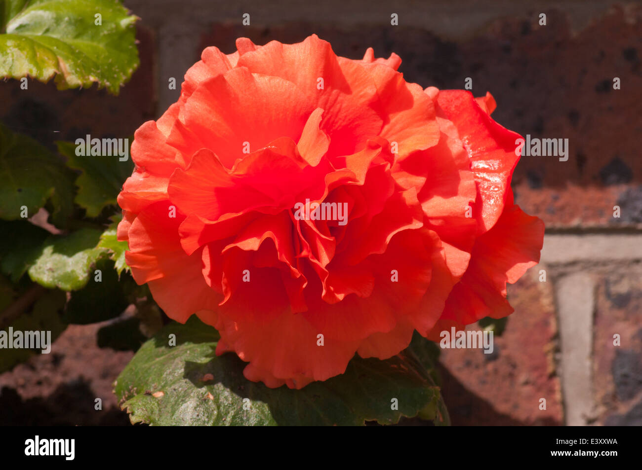 Rote begonie -Fotos und -Bildmaterial in hoher Auflösung – Alamy
