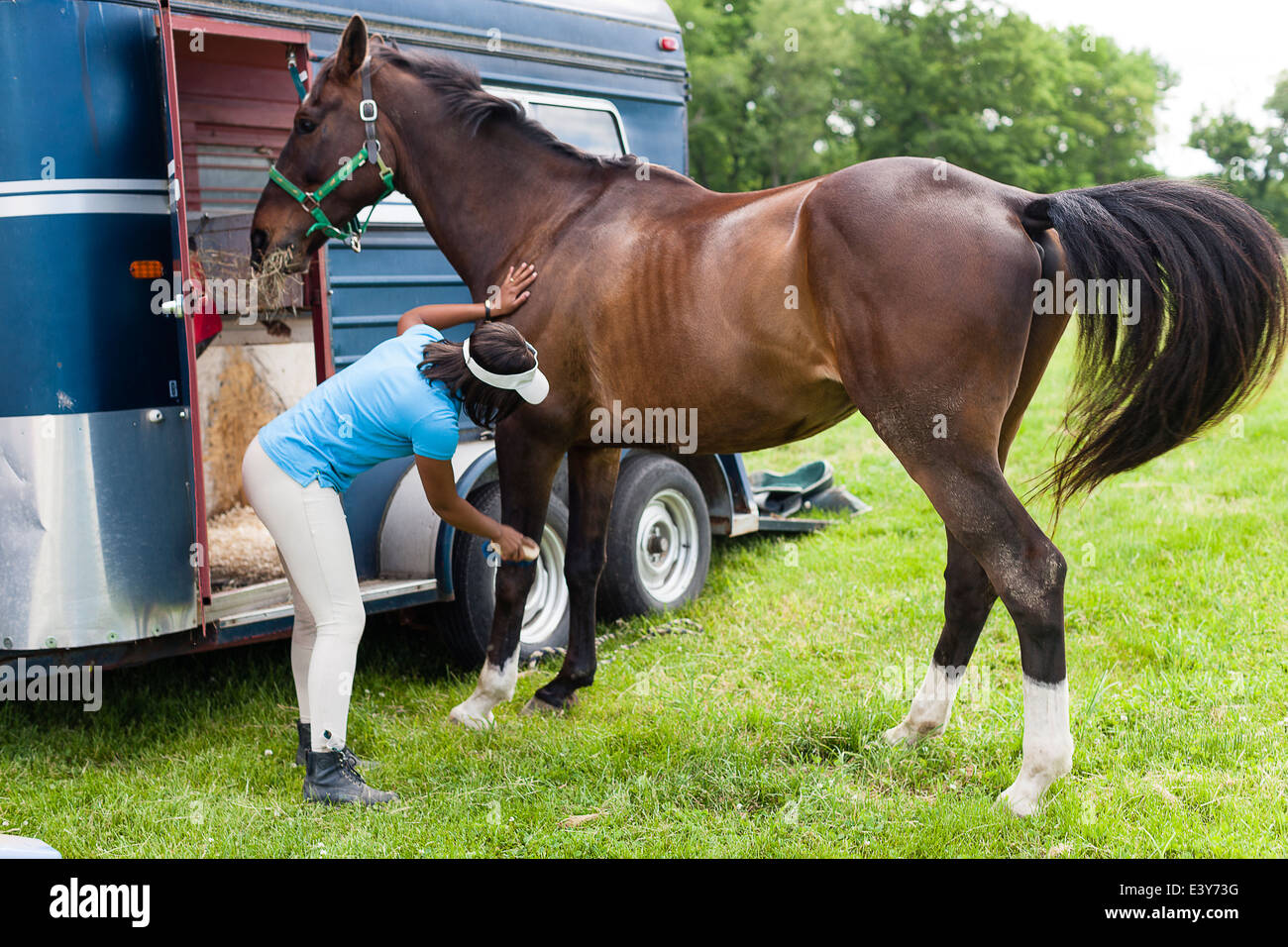 Anatomie bein pferd Stockfotos und -bilder Kaufen - Alamy