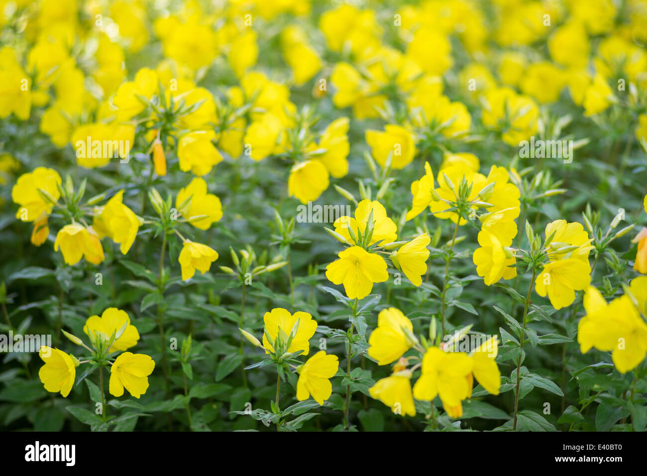 Pfeil mit blumen -Fotos und -Bildmaterial in hoher Auflösung – Alamy