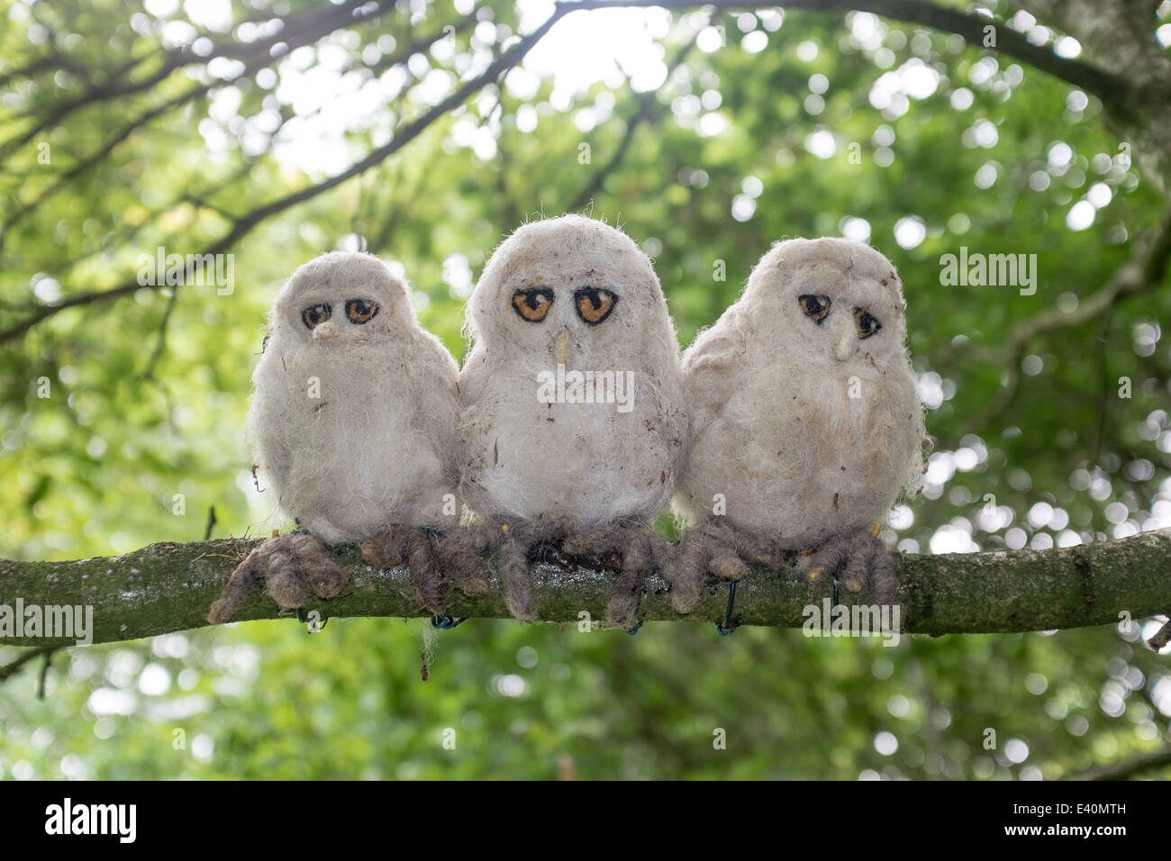 Baby eulen -Fotos und -Bildmaterial in hoher Auflösung – Alamy