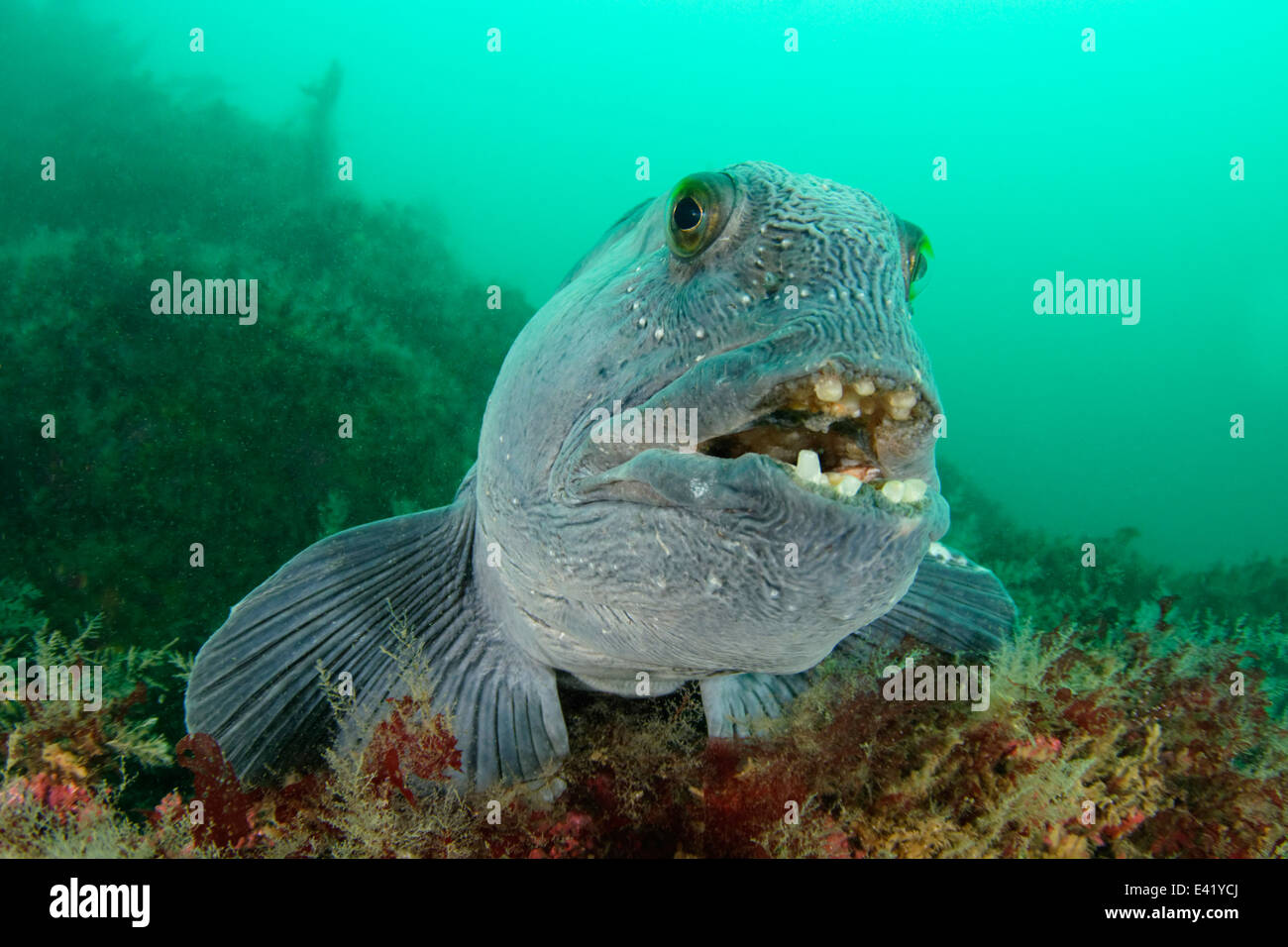 Anarhichas Lupus, Atlantic Katfisch, wenig Strytan, kleinen Schornstein ...