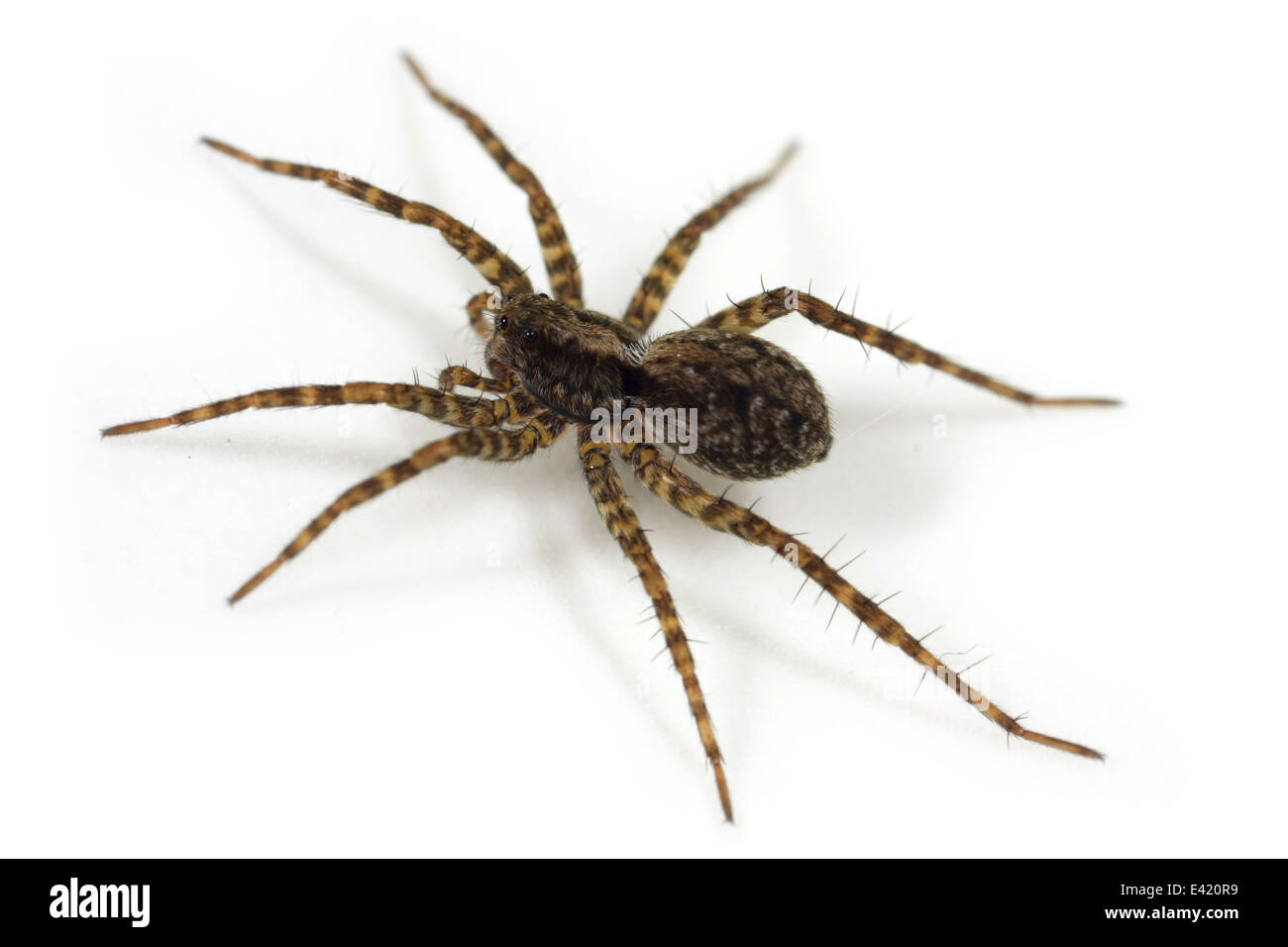 Spotted wolf spider -Fotos und -Bildmaterial in hoher Auflösung – Alamy