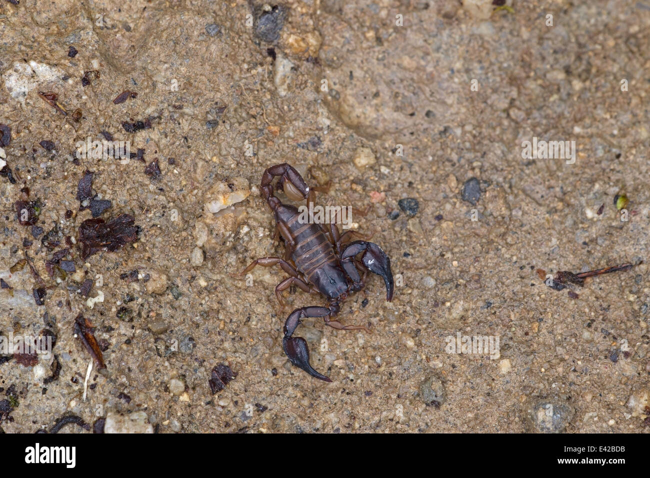 Euscorpius tergestinus -Fotos und -Bildmaterial in hoher Auflösung – Alamy