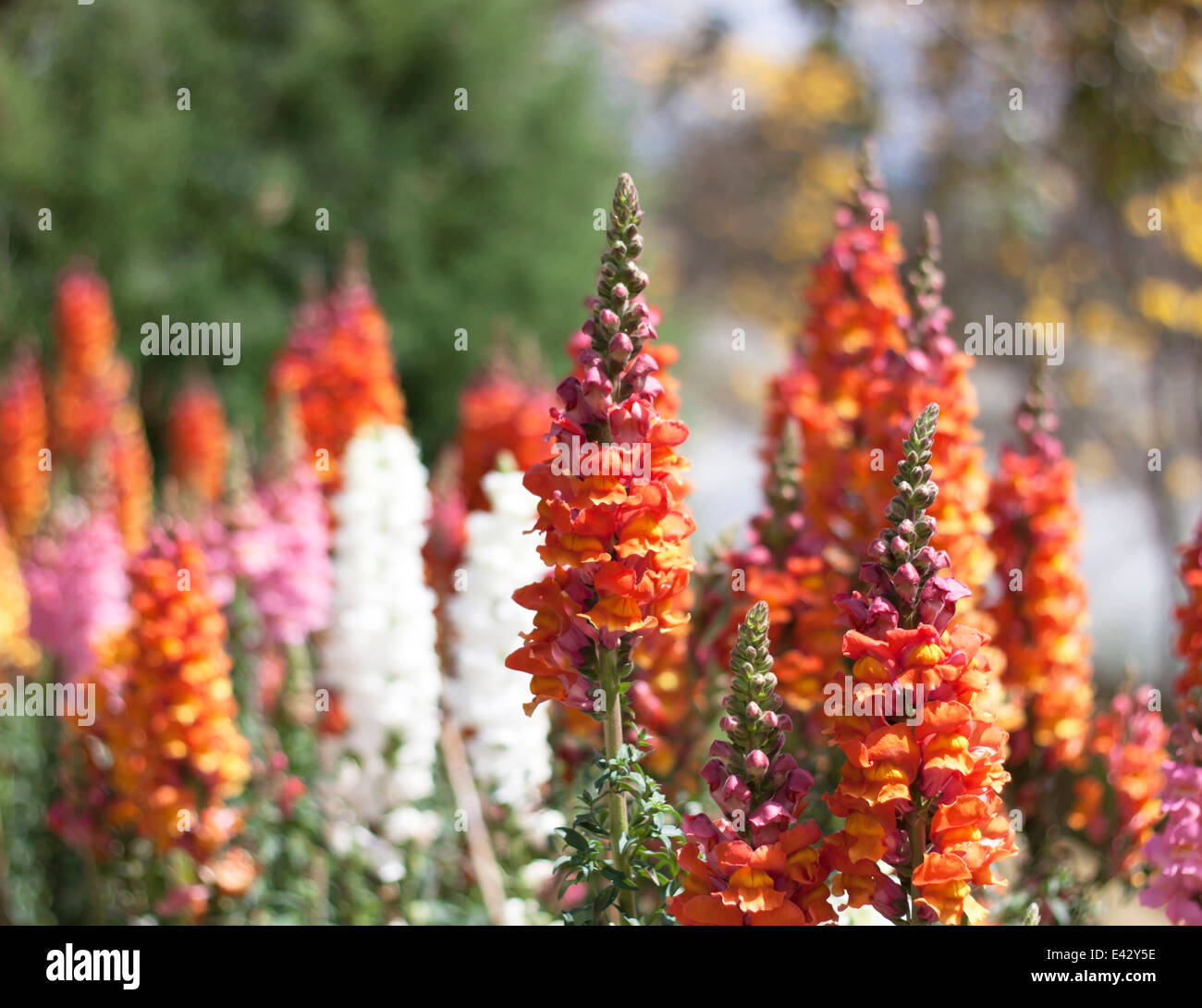 Rot Orange Antirrhinum Majus Blumen blühen im Garten Stockfotografie ...