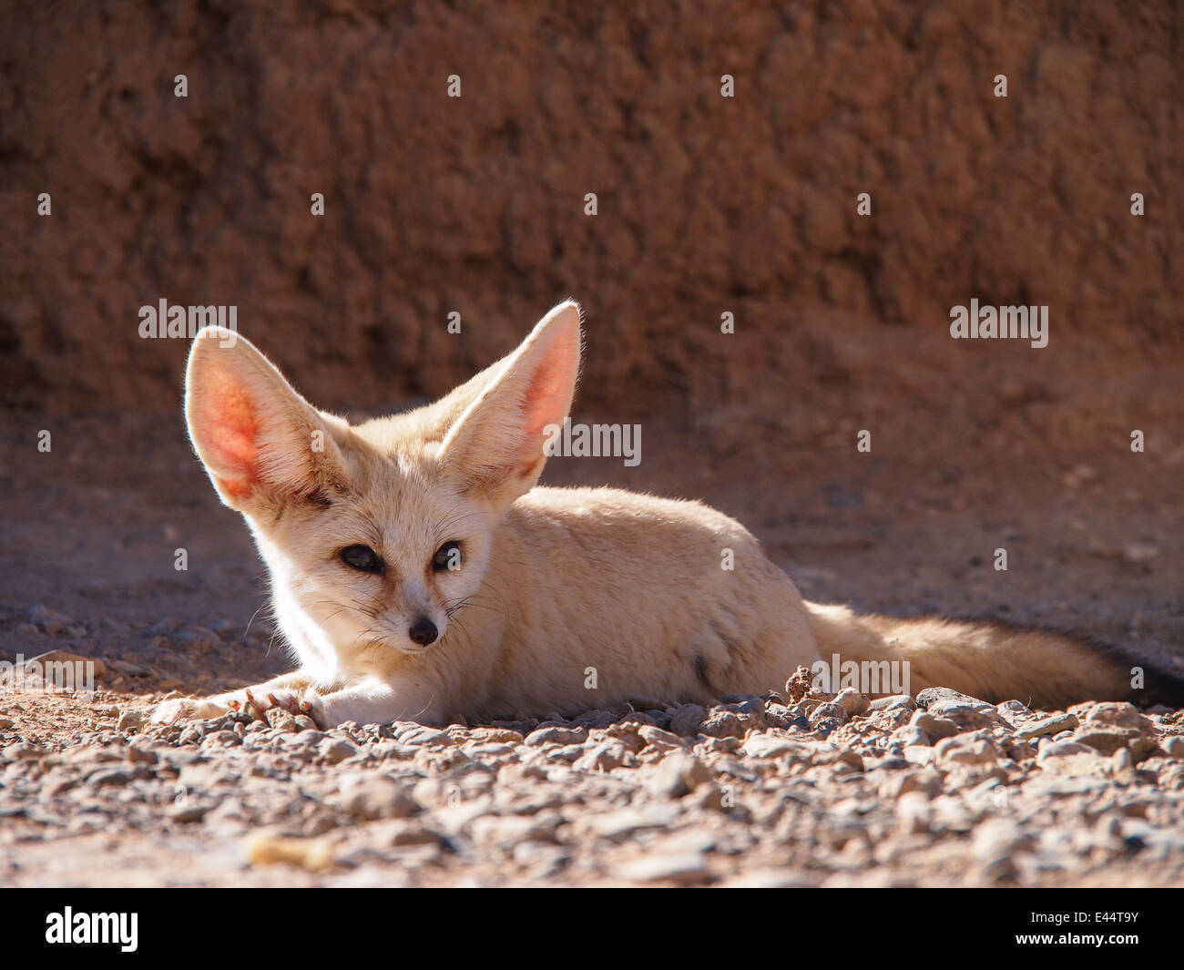 Fennec fox den -Fotos und -Bildmaterial in hoher Auflösung – Alamy