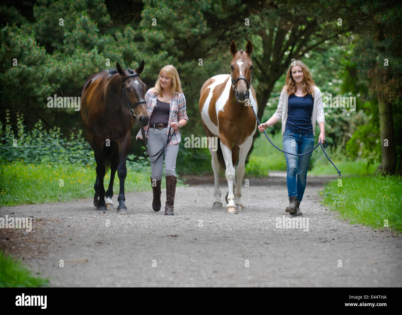 Pferde vollblut -Fotos und -Bildmaterial in hoher Auflösung – Alamy