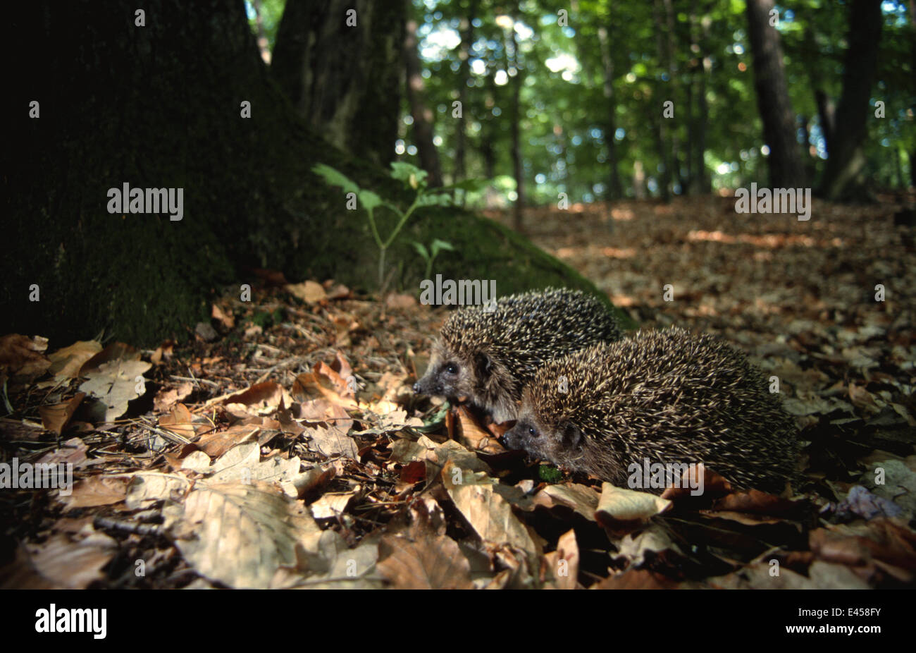 Zwei igel im wald -Fotos und -Bildmaterial in hoher Auflösung – Alamy