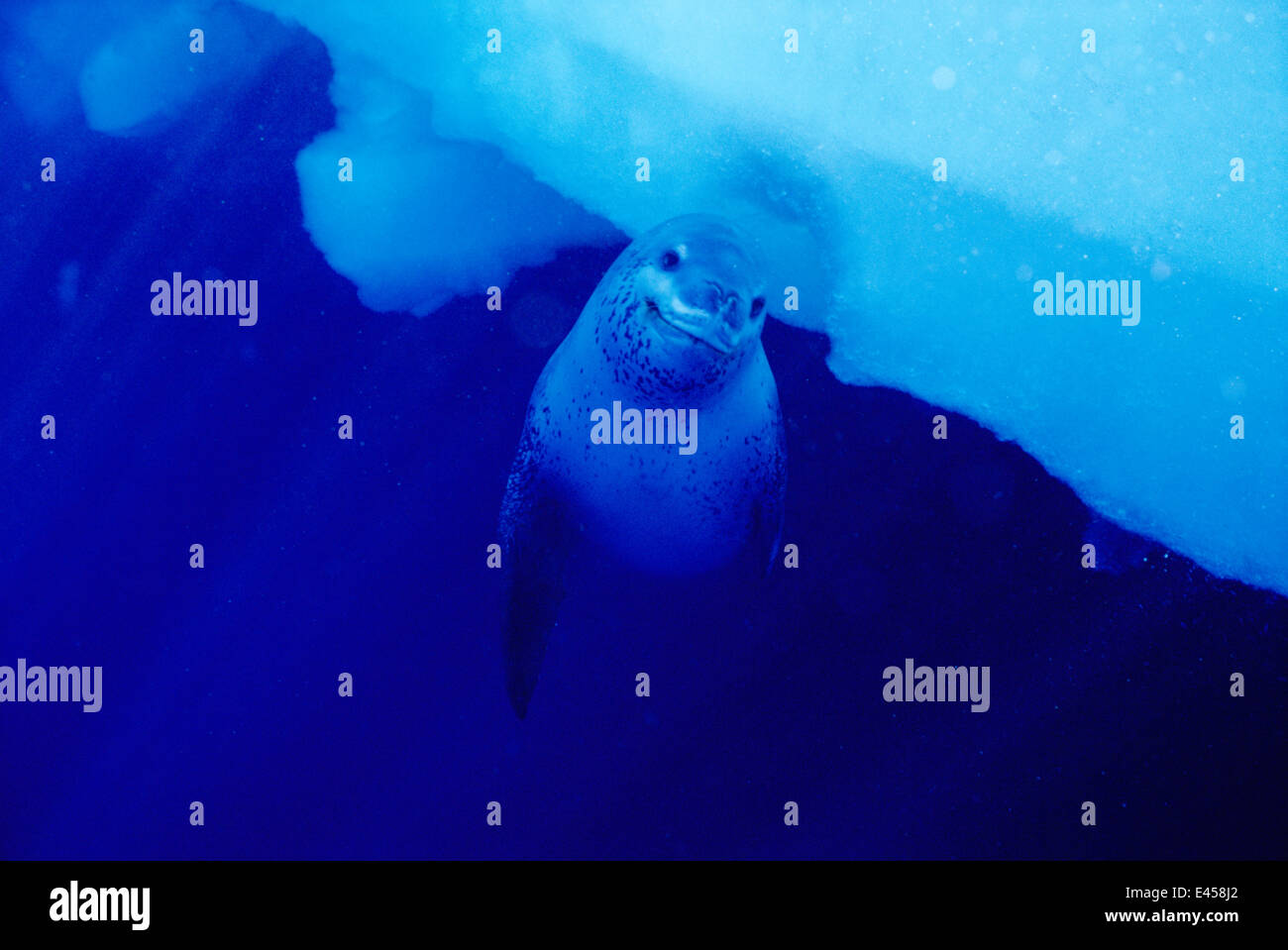 Leopard seal underwater -Fotos und -Bildmaterial in hoher Auflösung – Alamy