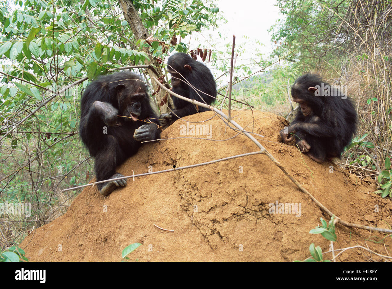 Isst termiten -Fotos und -Bildmaterial in hoher Auflösung – Alamy